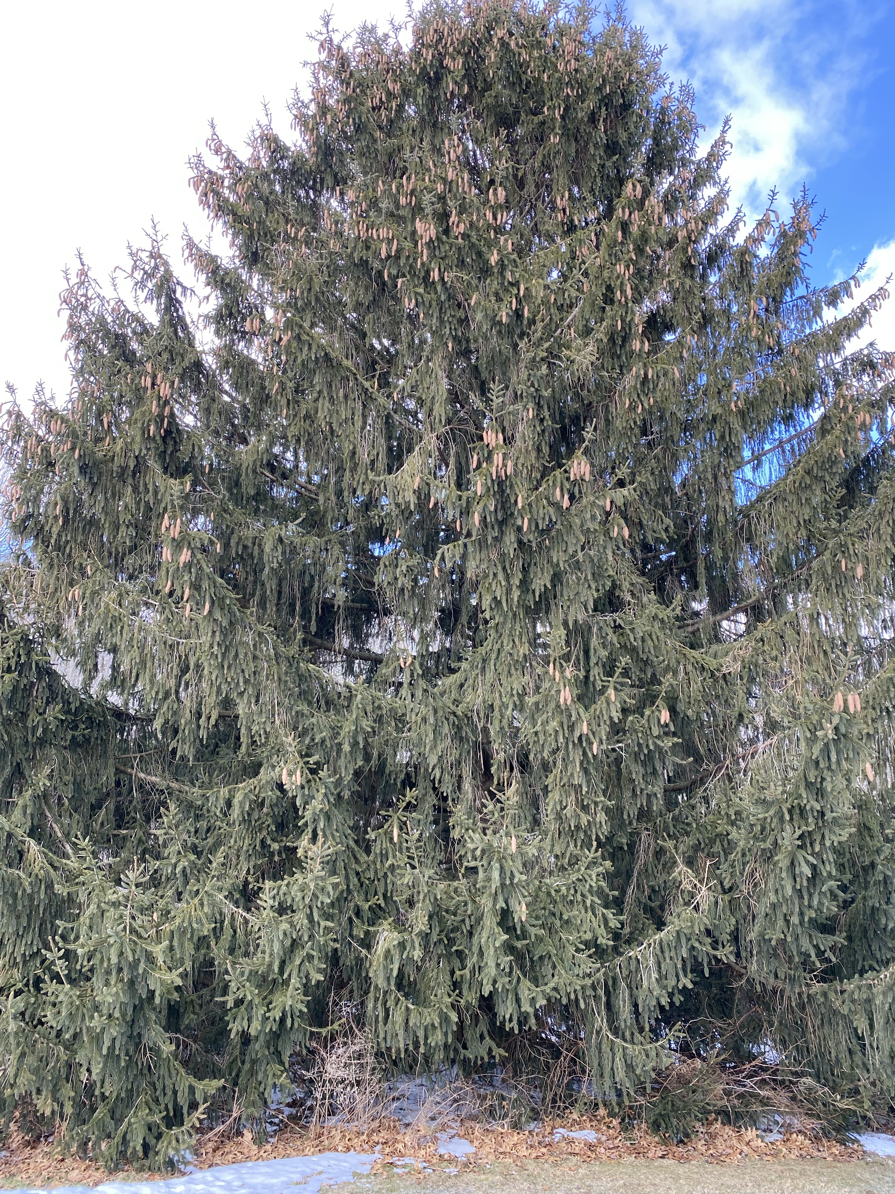 Do Pine Trees Have Seeds? – The Kids Niche