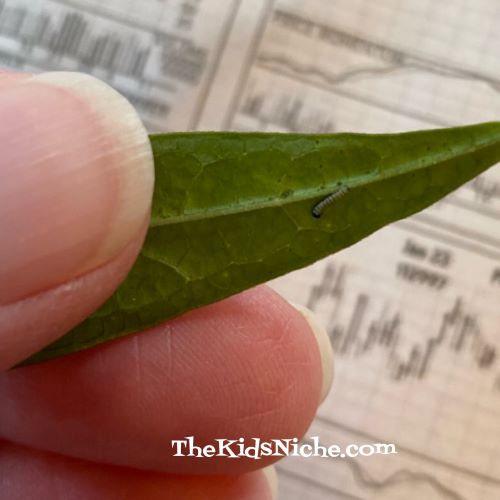Monarch Butterflies Beginnings 2023 – The Kids Niche