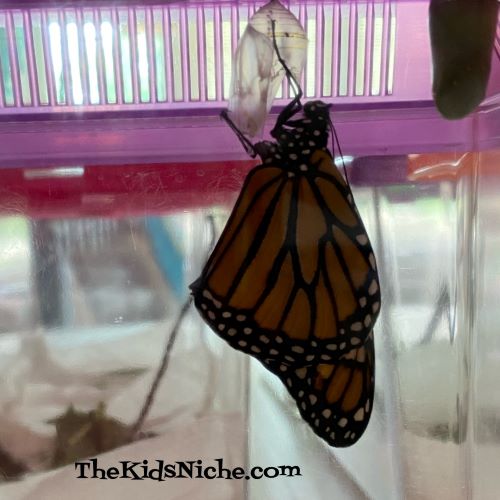 September Monarch Butterfly Update – The Kids Niche